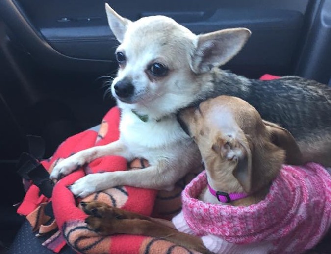 Pet of the Week: Izzy – Pet Treater | Let's blog about Dogs and Cats!