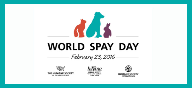 World Spay Day- Help Save Lives! – Pet Treater | Let's blog about Dogs ...