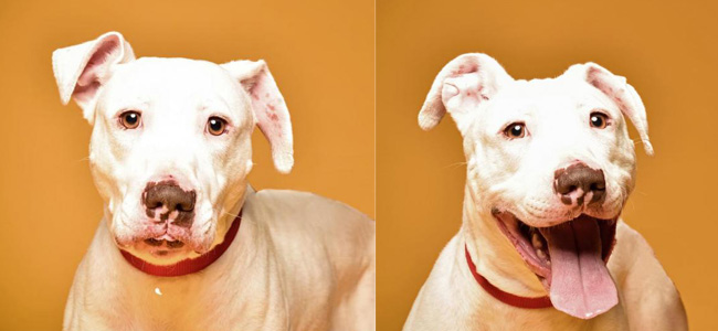 Pet of the Week: Sugar – Pet Treater | Let's blog about Dogs and Cats!