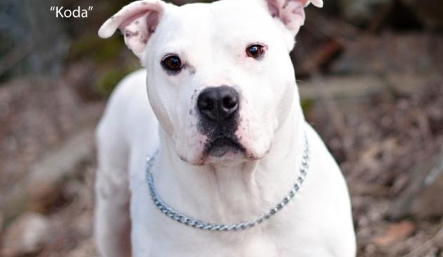 Pet of the Week: KODA – Pet Treater | Let's blog about Dogs and Cats!