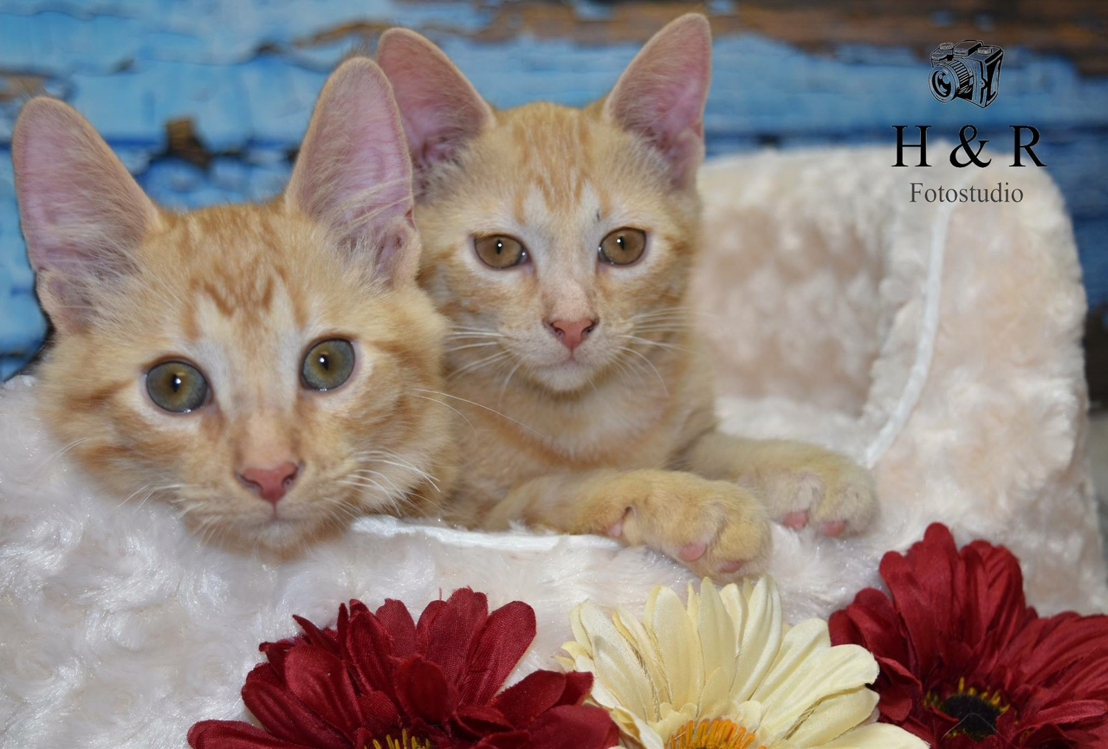 Pet(s) of the Week: Houdini and Fuzzy! – Pet Treater | Let's blog about ...