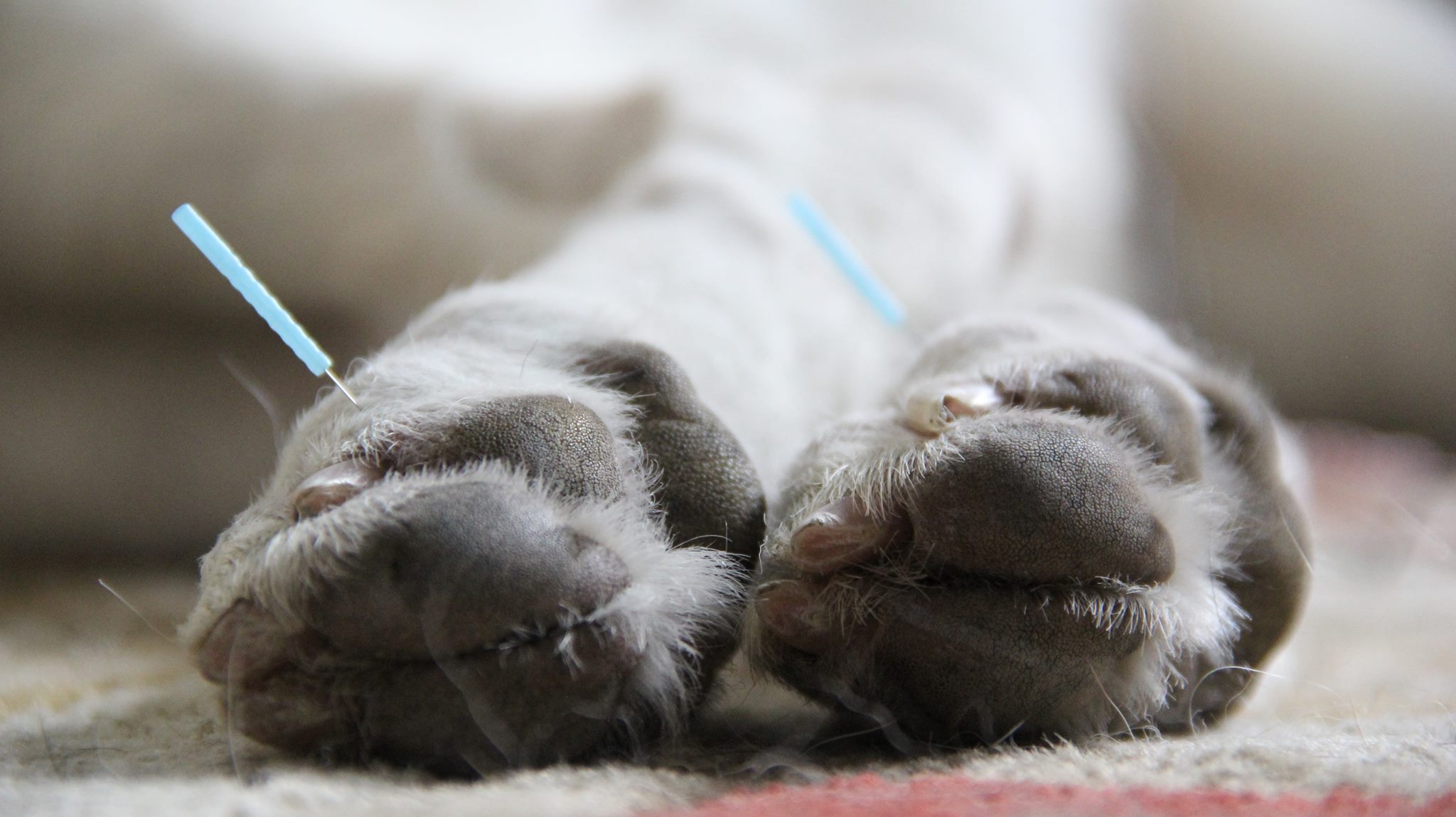 Acupuncture For Dogs – Pet Treater | Let's blog about Dogs and Cats!