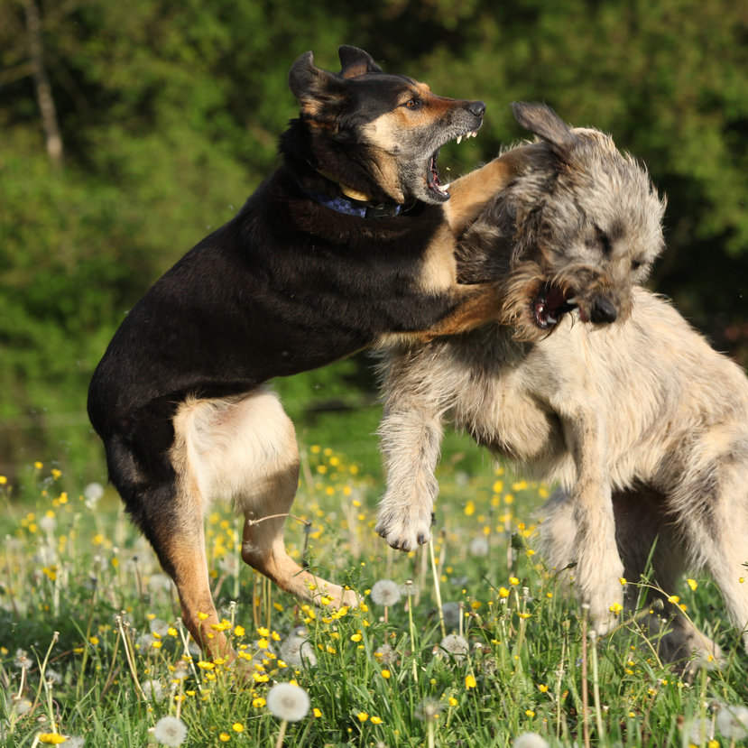 What To Do When Your Dog Is Attacked Pet Treater Let s Blog About what-to-do-when-your-dog-is-attacked-pet-treater-let-s-blog-about