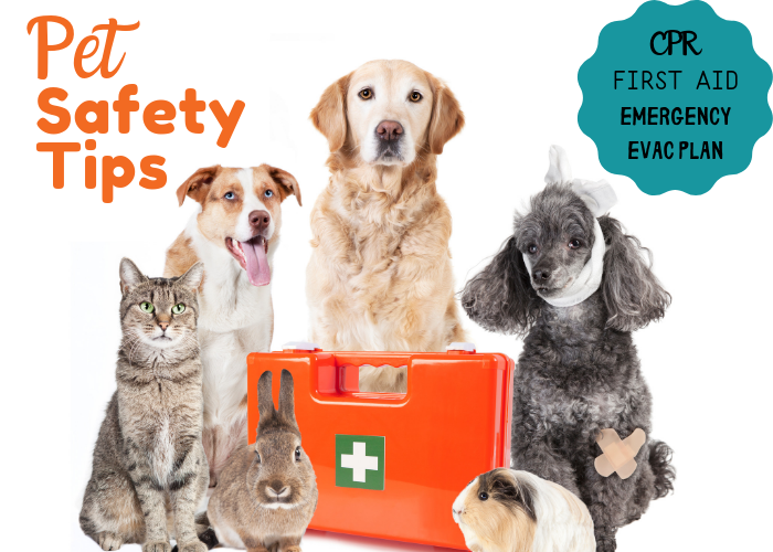 PET FRIENDLY: FIRST AID, CPR and Evac Plan–Are You Prepared? – Pet ...