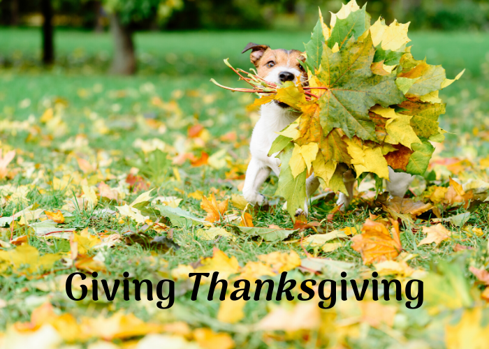 Giving THANKS to Our Fur Babies: 30 Days of 30 Thanks! – Pet Treater ...