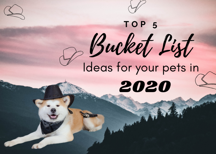 “Let’s Get Rowdy” Bucket List: For Your Pets Before the End of 2020 ...