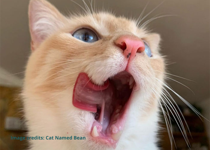 A 2 Ingredient Recipe: FROZEN HOMEMADE BANANA BITES FOR CATS – Pet ...